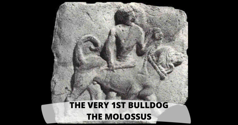 The Very First Bulldog: The Molossus – RESPONSIBLE BULLY OWNERSHIP BLOG