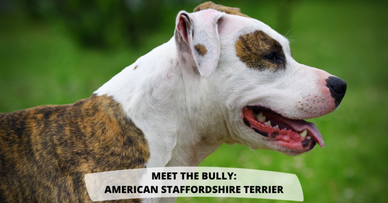 Meet the Bully: The American Staffordshire Terrier – RESPONSIBLE BULLY ...