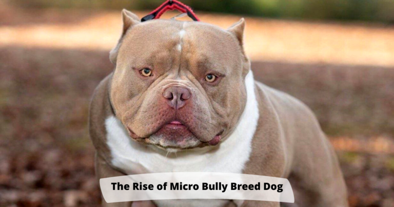 Meet the Micro Bully – RESPONSIBLE BULLY OWNERSHIP BLOG