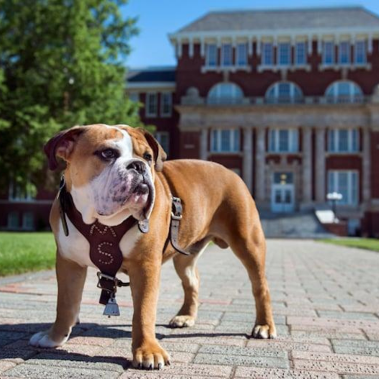 Colleges That Celebrate Bulldogs as Mascots – RESPONSIBLE BULLY ...