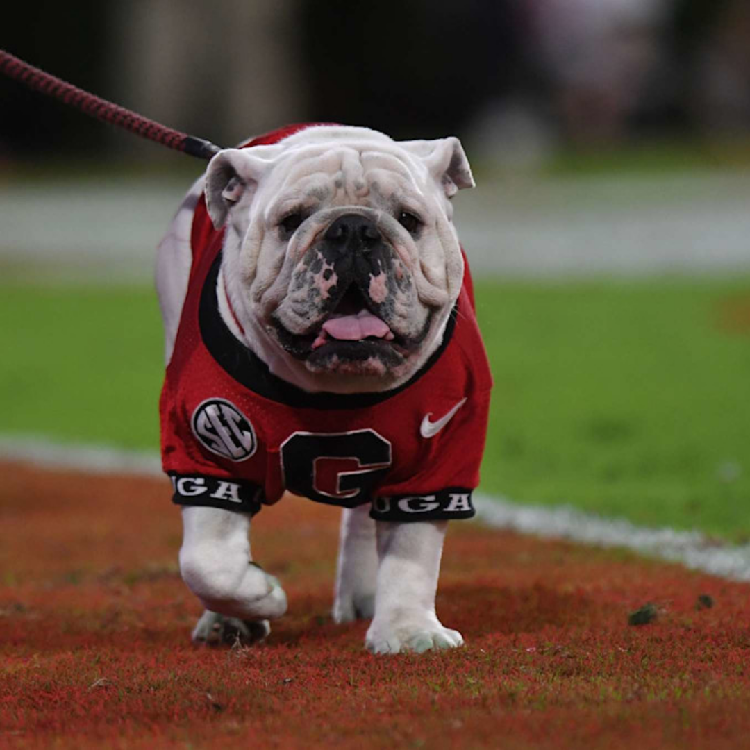 Colleges That Celebrate Bulldogs as Mascots – RESPONSIBLE BULLY ...