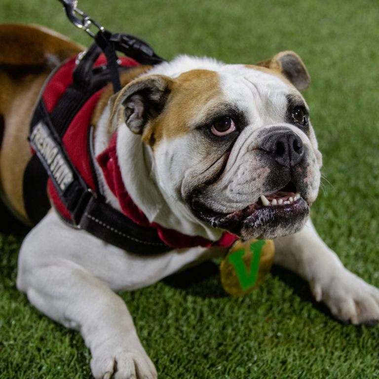 Colleges That Celebrate Bulldogs as Mascots – RESPONSIBLE BULLY ...